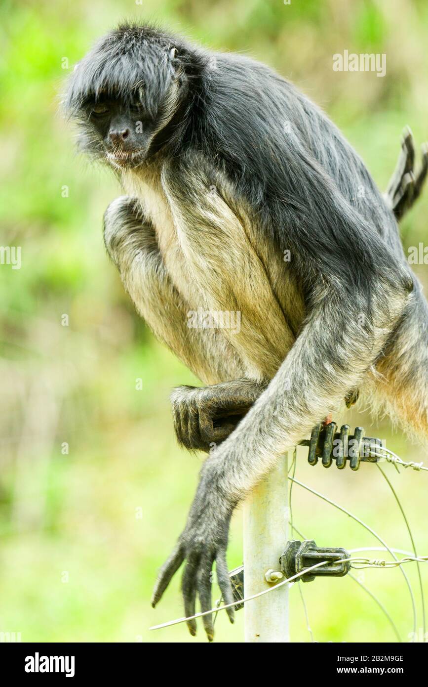 Endangered Insect Monkey Posing On An Electrical Fence Stock Photo - Alamy