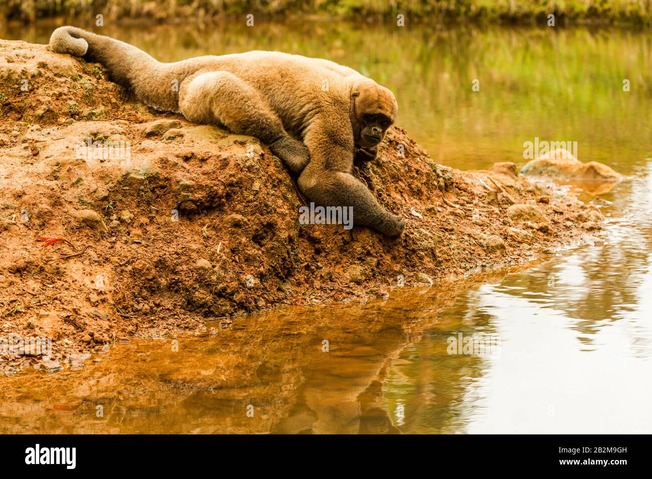 Male Woolly Monkey In The Wild Stock Photo - Alamy