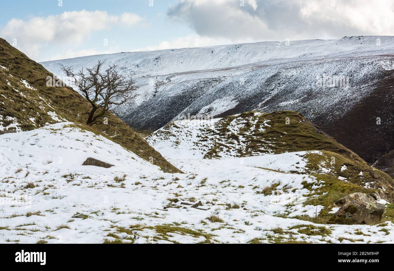 Hawthorn tree (Crataegus monogyna) in winter near Kinder Scout, Peak ...