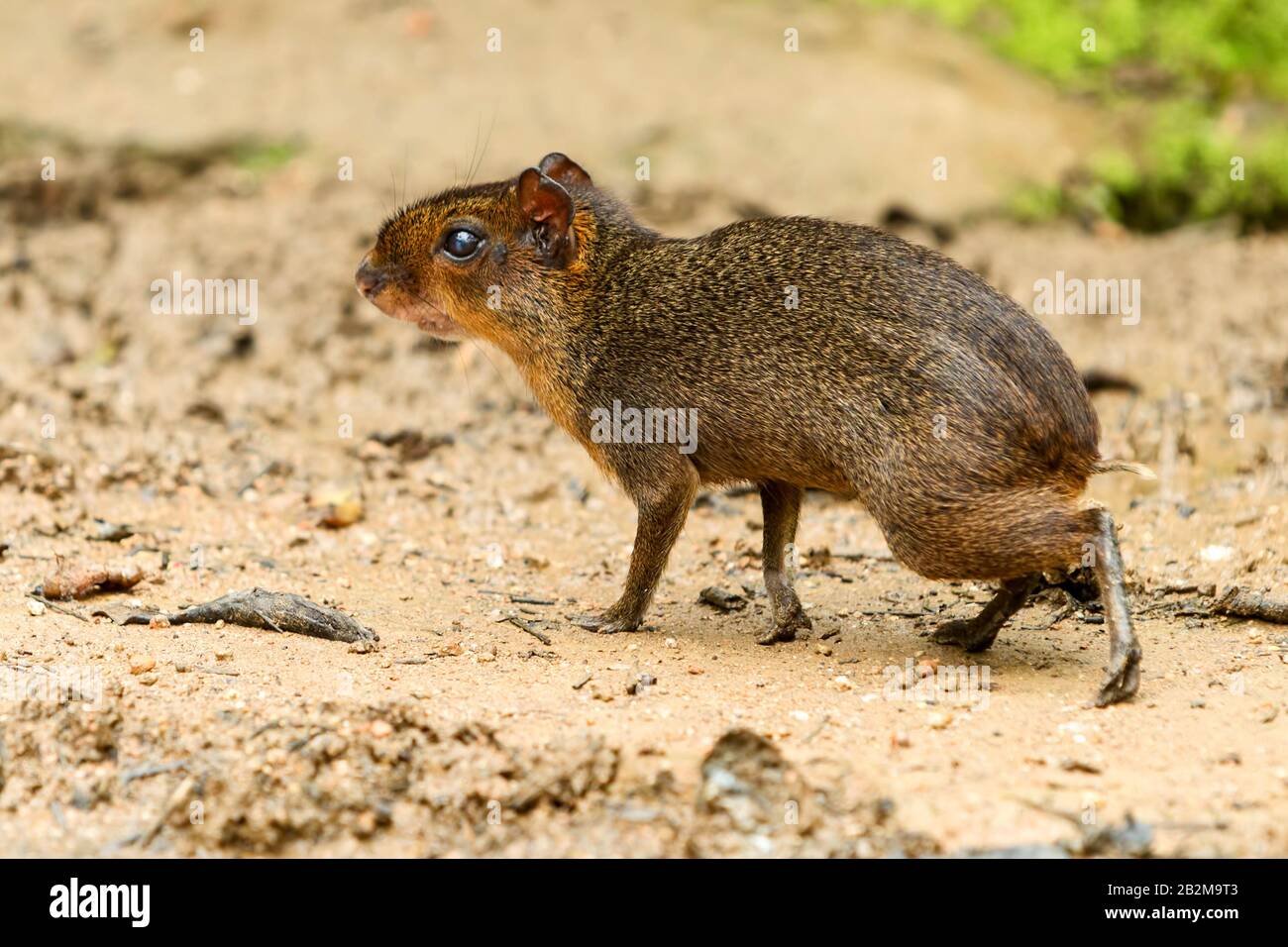 Guatusa hi-res stock photography and images - Alamy