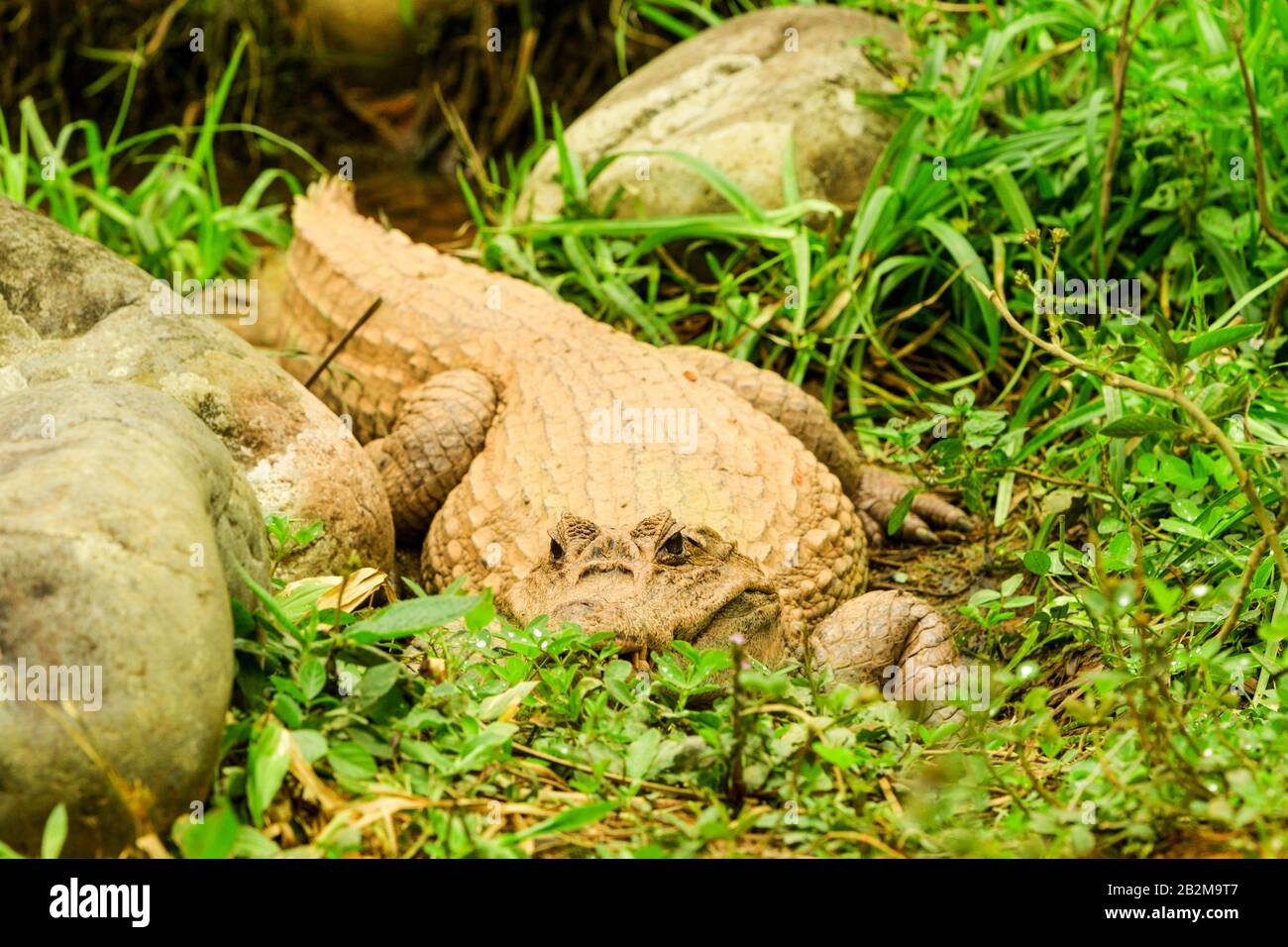 Black caiman eat hi-res stock photography and images - Alamy