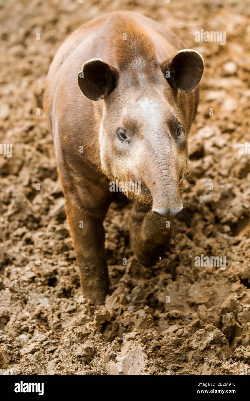 Female tapir hi-res stock photography and images - Alamy