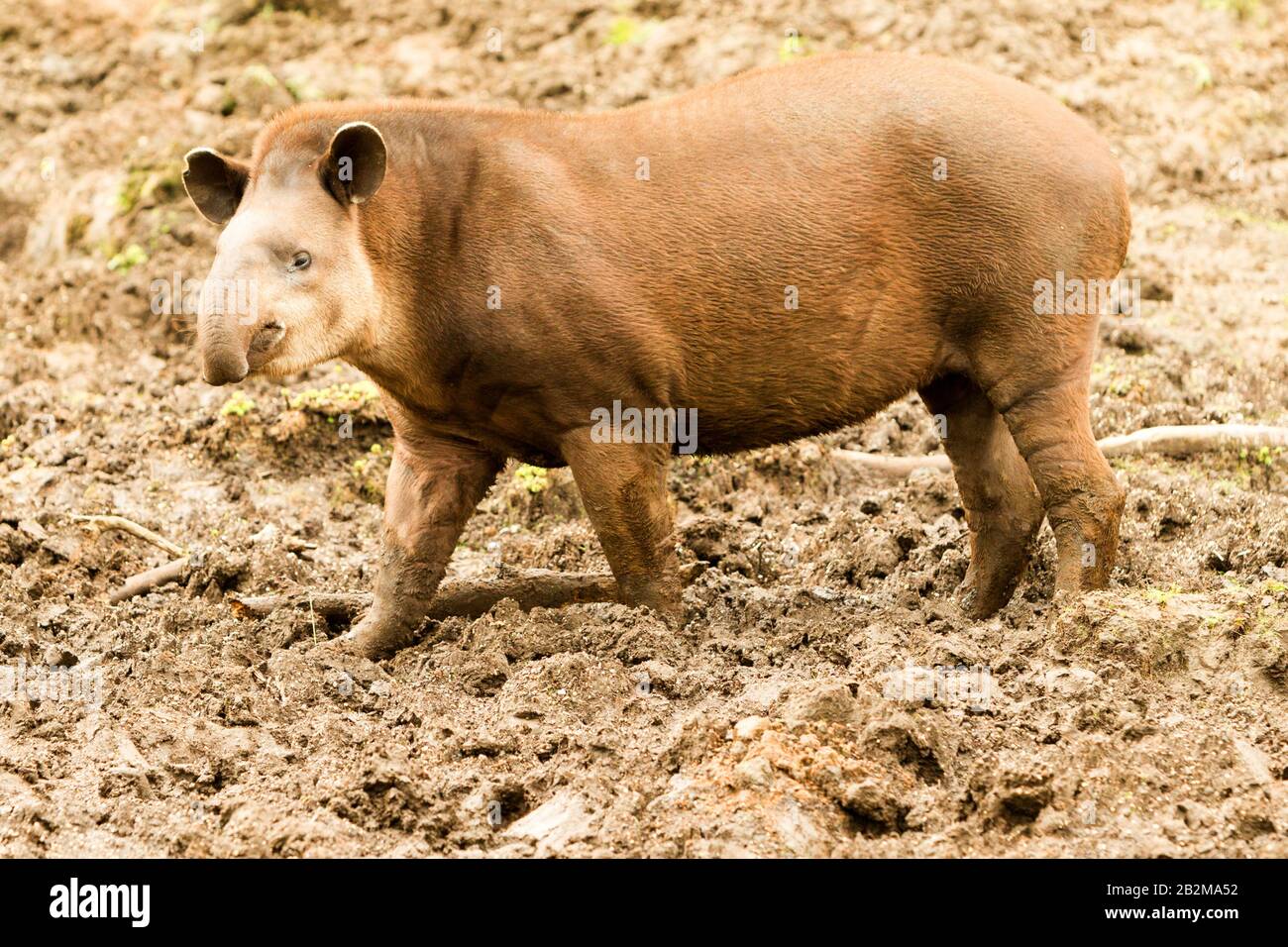 Big tapir hi-res stock photography and images - Alamy