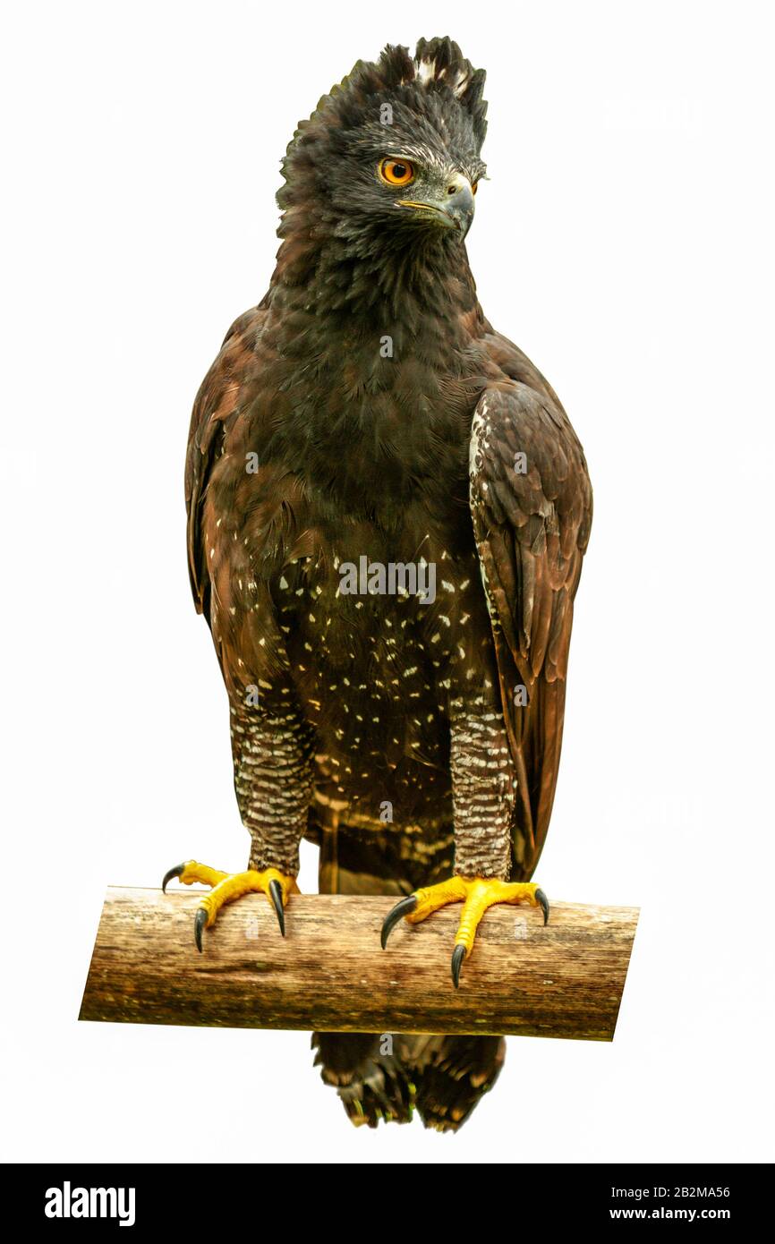 Crested Raptor Morphnus Guianensis Isolated On White Stock Photo - Alamy