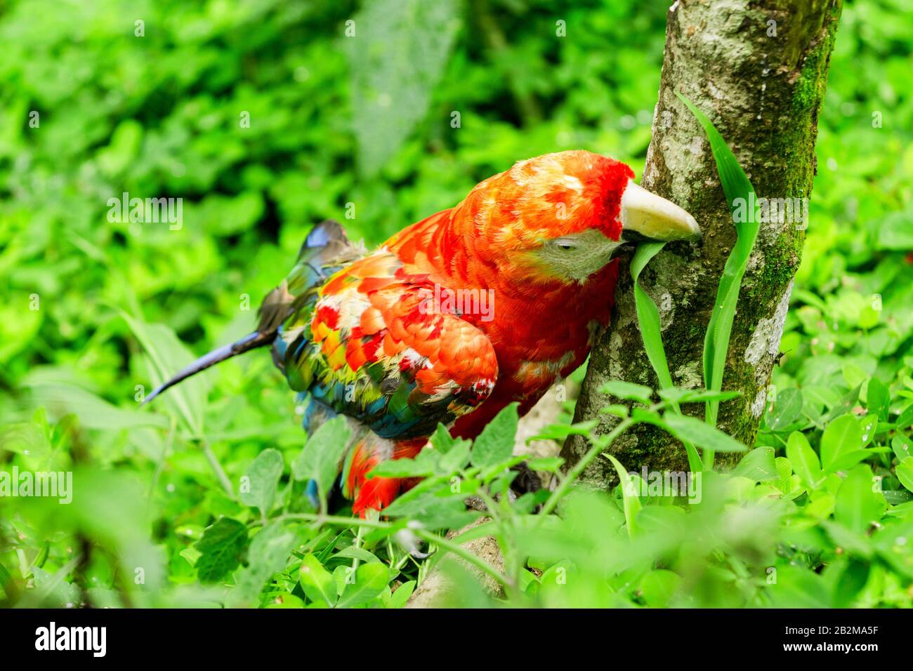 The Scarlet Macaw Is A Large Colorful Macaw It Is Native To Humid ...