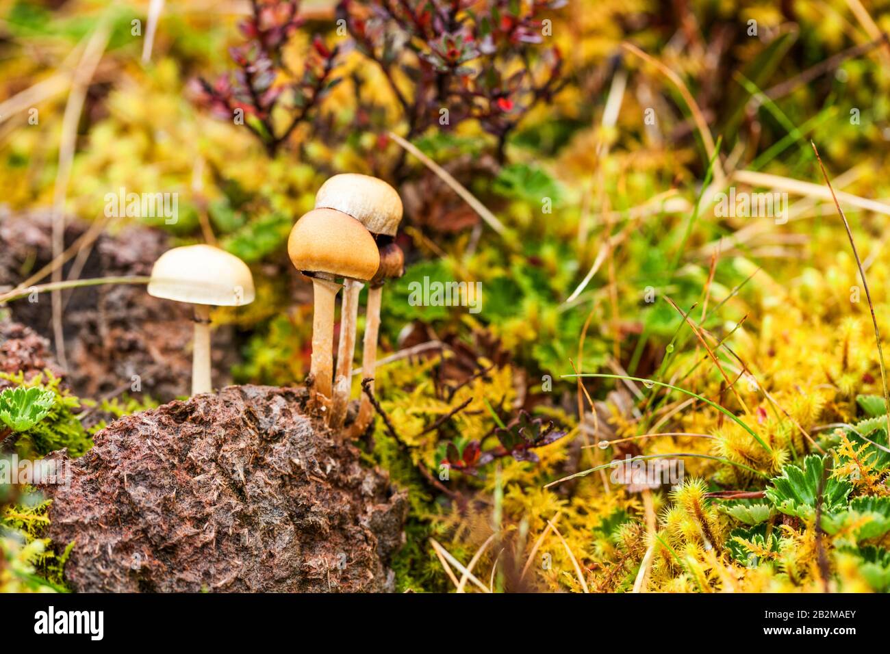 Wild Mushroom Growing Out Of Wild Animal Feces Stock Photo - Alamy