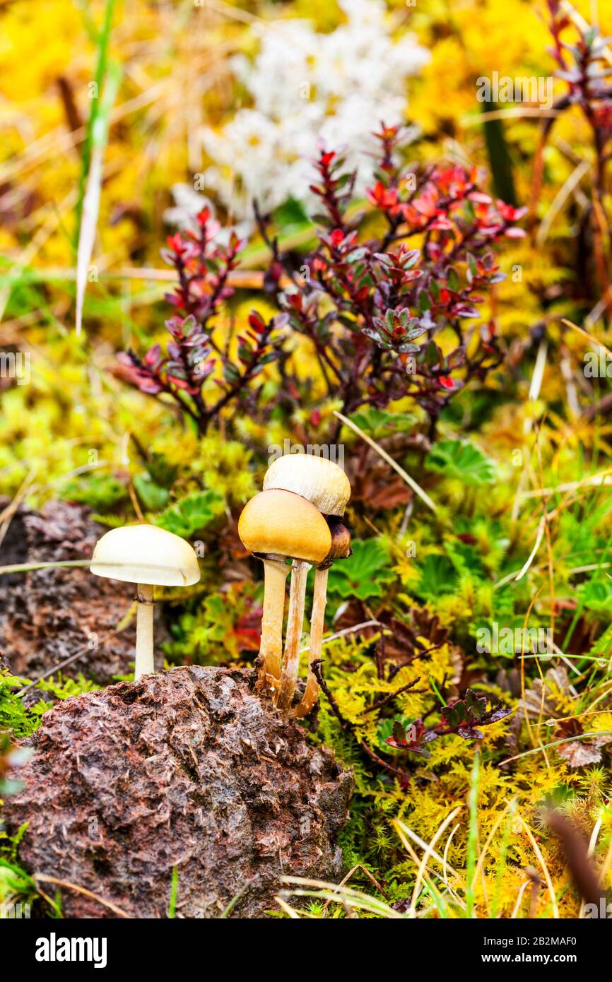 Wild Mushroom Development Out Of Wild Animal Feces Stock Photo - Alamy