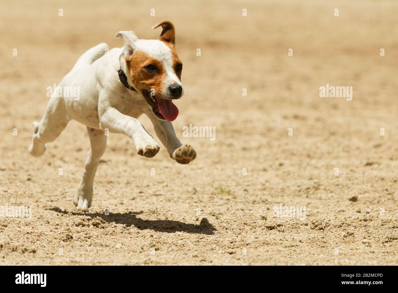 Agility dog camp hi-res stock photography and images - Alamy