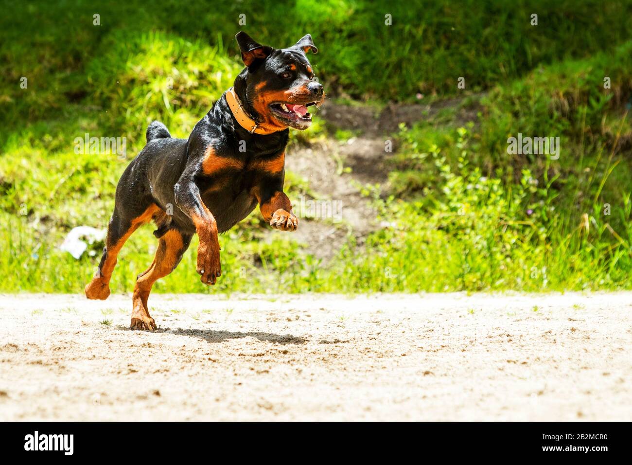Some Dogs Likes Towards Run Free This Is A Excellent Wise Dog That Won ...