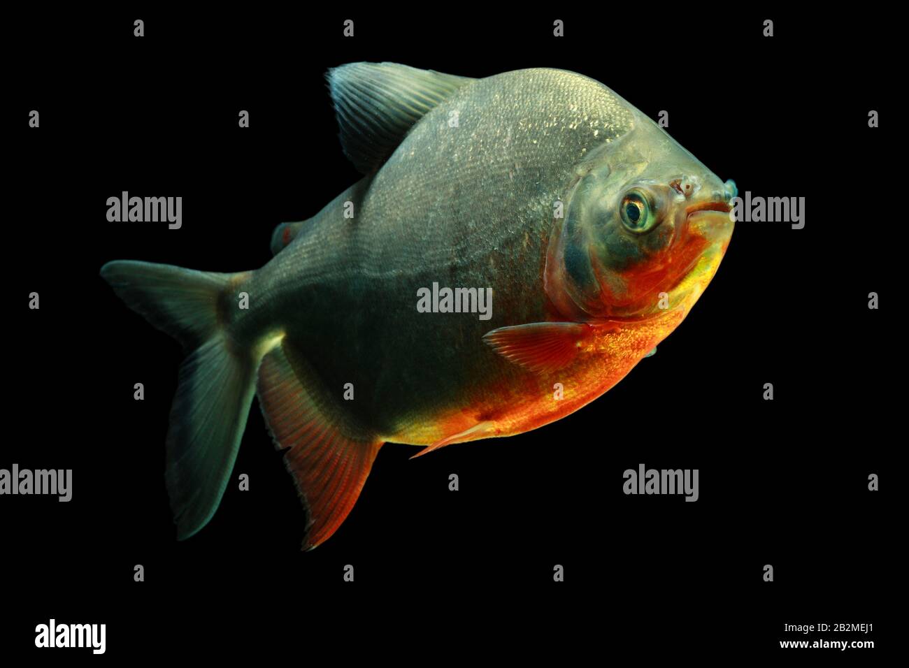 Tambaqui Fish Isolated On Black Studio Aquarium Shot Stock Photo - Alamy