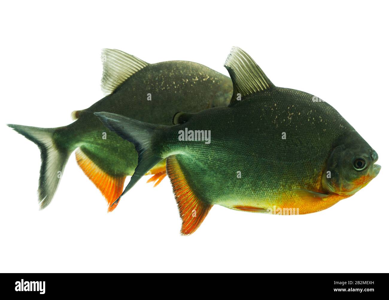 Tambaqui Fish Pair Isolated On White Shallow Depth Of Field Studio ...
