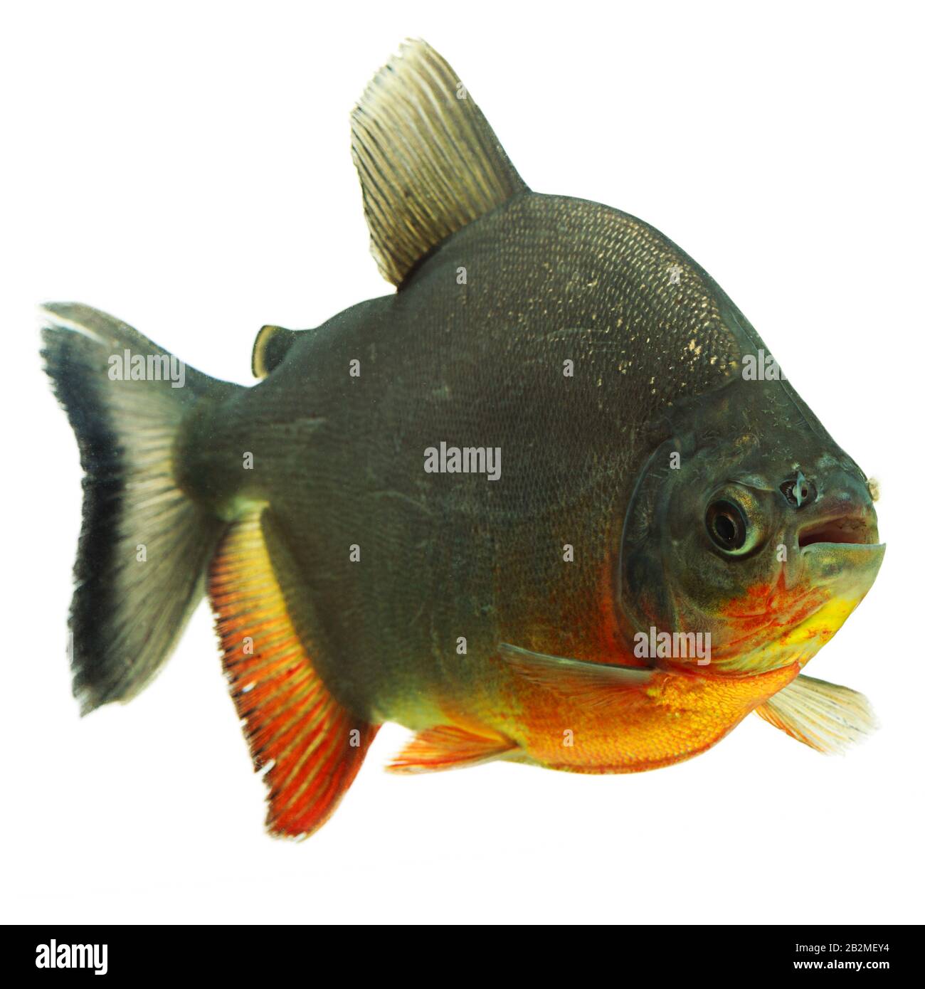 Tambaqui Fish Profile Isolated On White Studio Aquarium Shot Stock ...