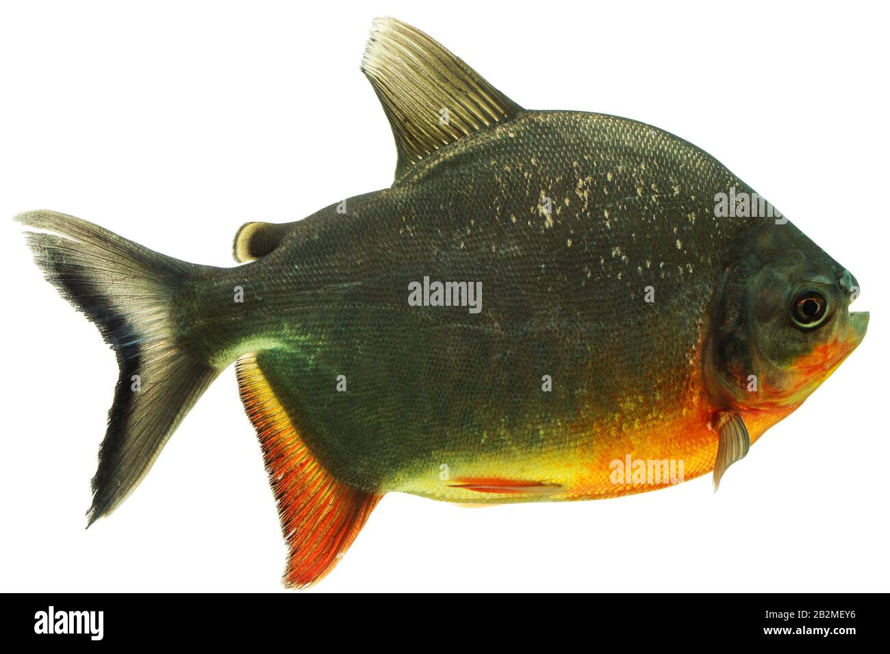 Tambaqui Fish Isolated On White Studio Aquarium Shot Stock Photo - Alamy