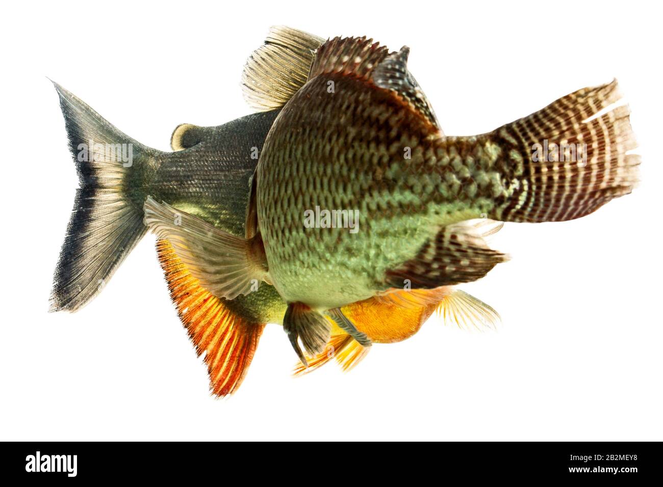 Tilapia And Cachama Or Tambaqui Fish Chase In Aquarium Isolated On ...