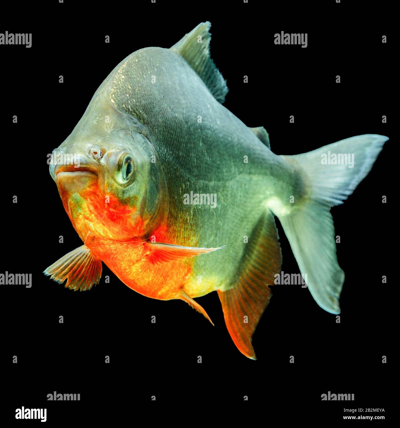 Characin hi-res stock photography and images - Alamy
