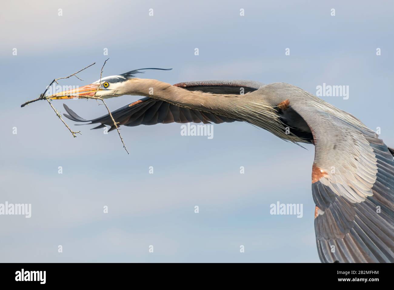 Great blue heron in flight with nest building material in it's beak ...