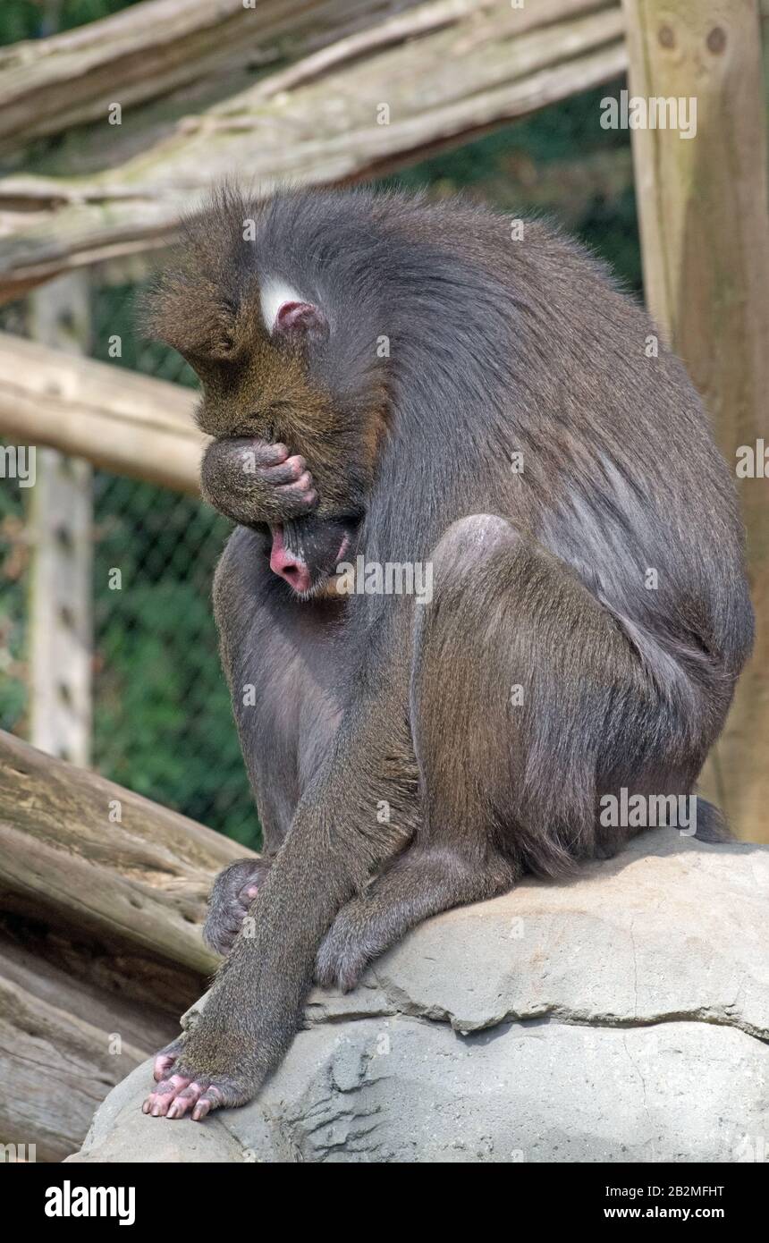 Mandrill Mandrillus Sphinx Africa Stock Photo - Alamy