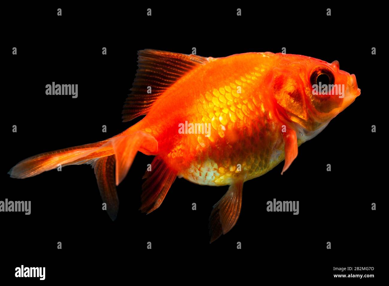 Oranda Goldfish Fry Isolated On Black Stock Photo - Alamy