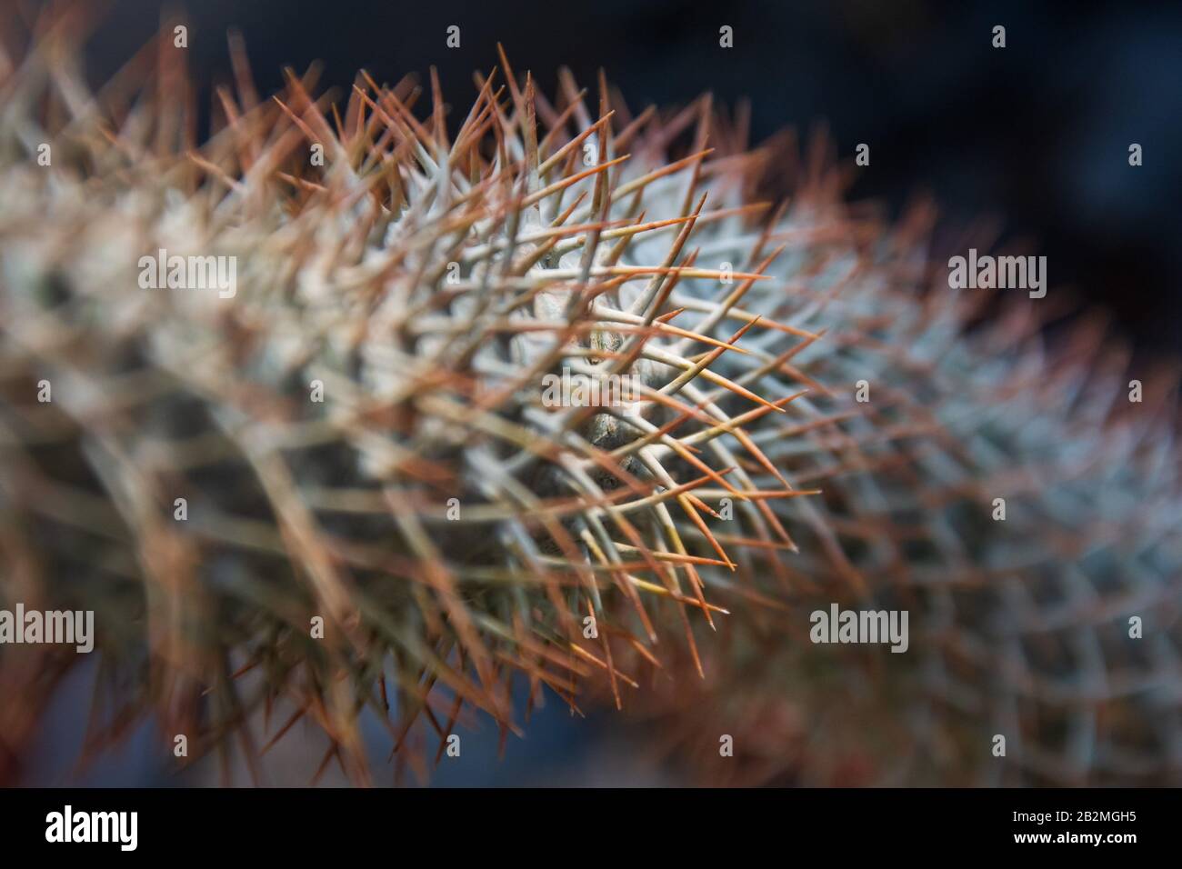 Spiky tree hi-res stock photography and images - Alamy