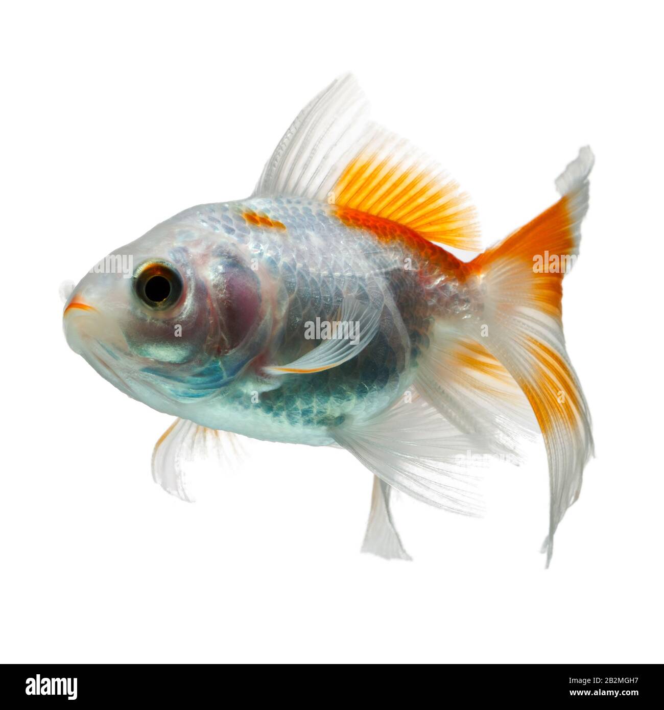 Juvenile Goldfish About 3 Period Of Years Isolated On Colour Background ...