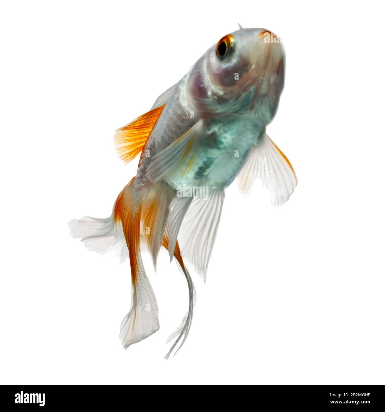 Youngster Goldfish About 3 Months Of Age Isolated On White Background ...