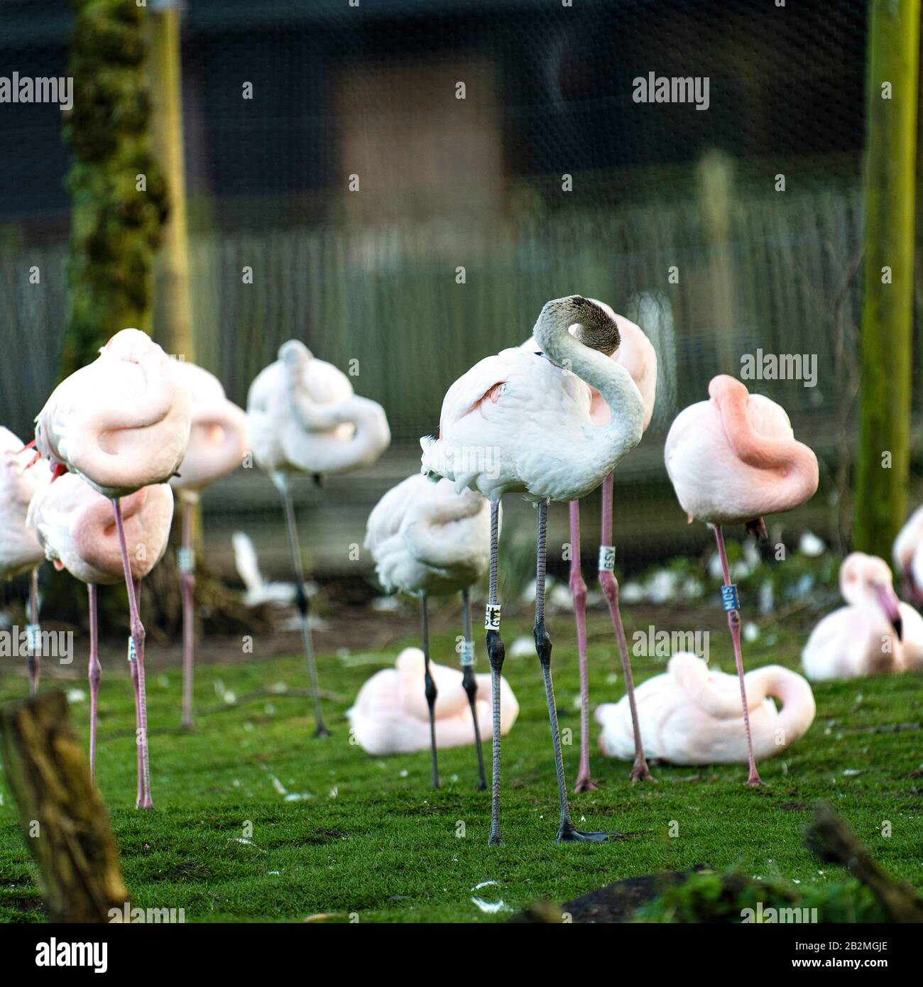 A Group of Greater Flamingos Sleeping and Relaxing at the Martin Mere ...