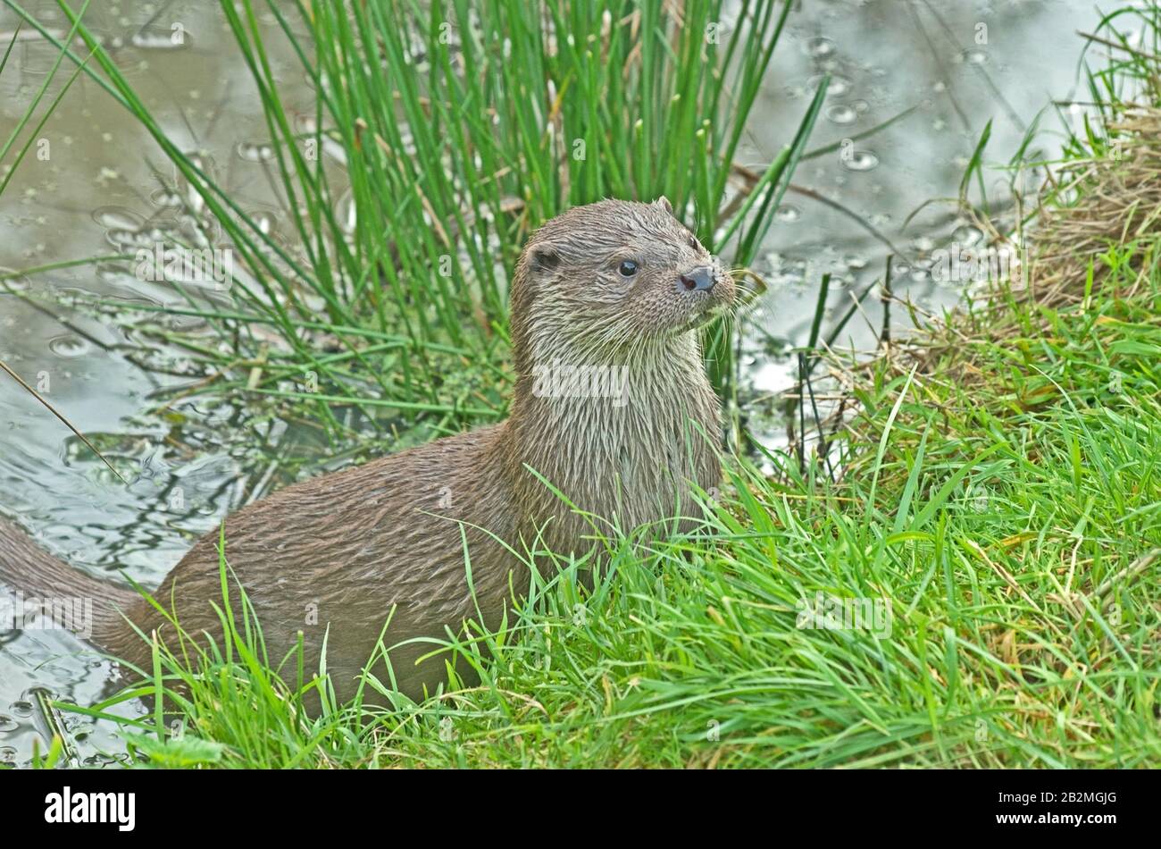 OTTER European Lutra Lutra Surrey Stock Photo - Alamy