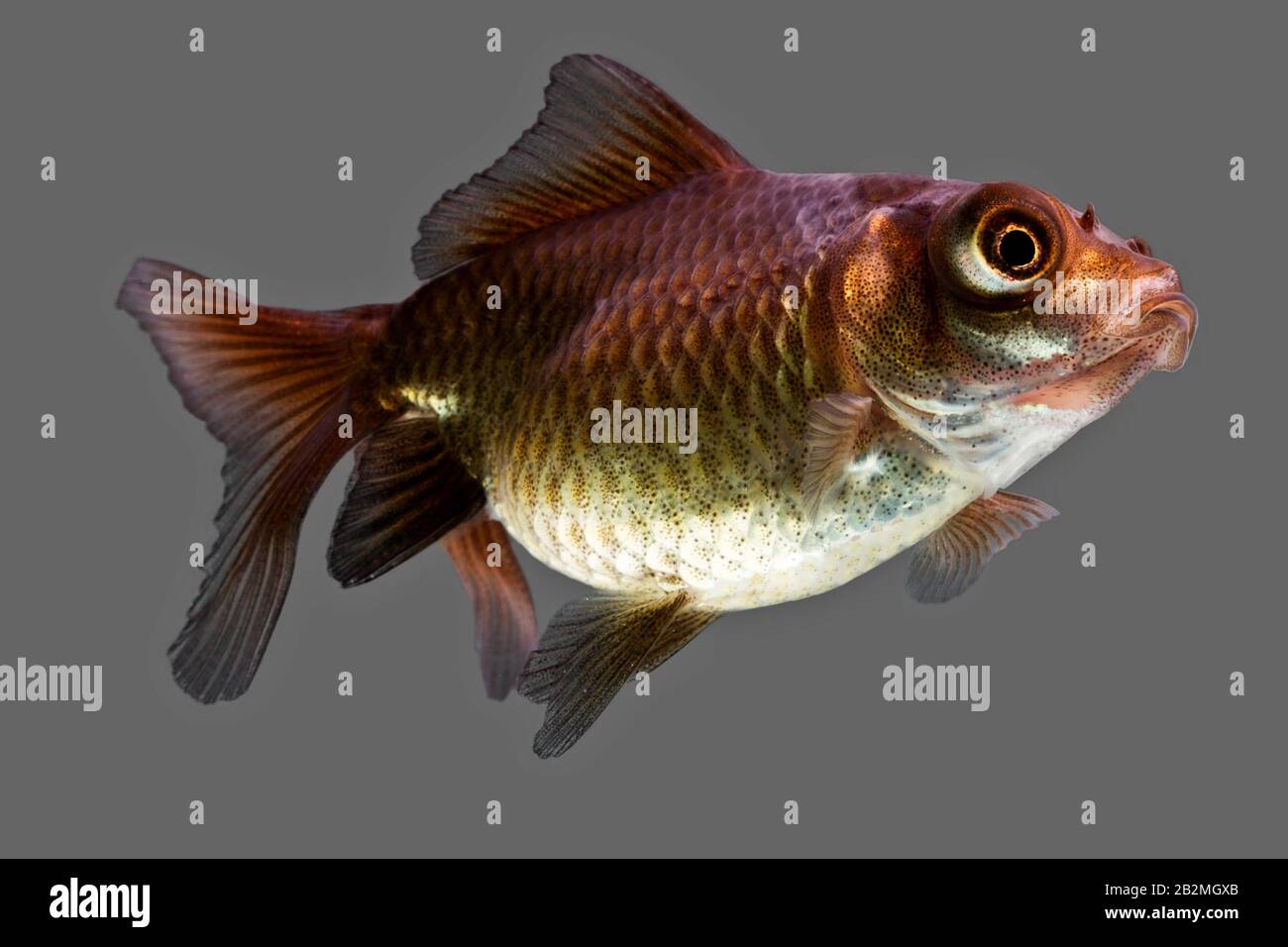 Telescope Fish High Resolution Stock Photography and Images - Alamy