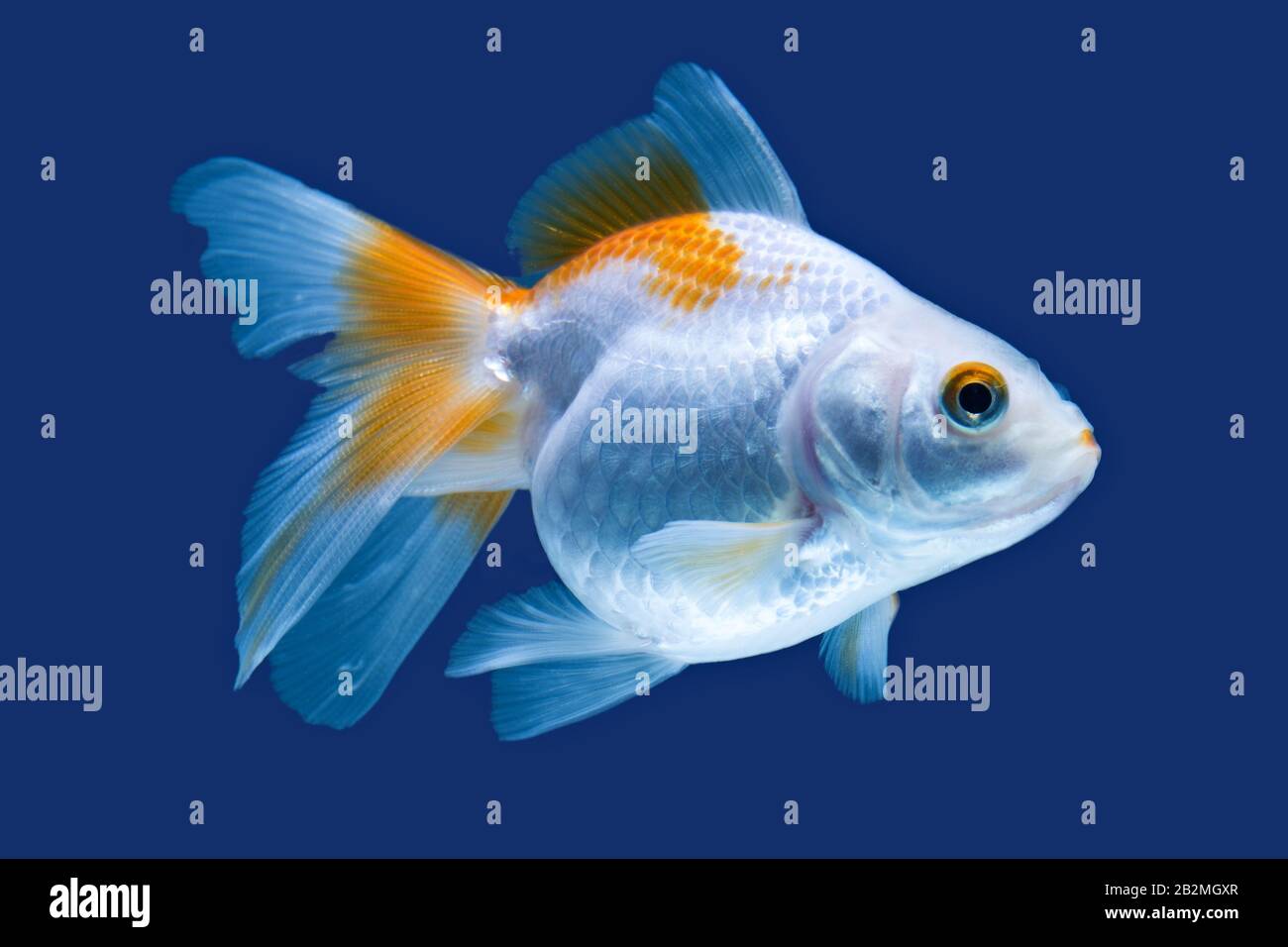 Blue Fantail Goldfish