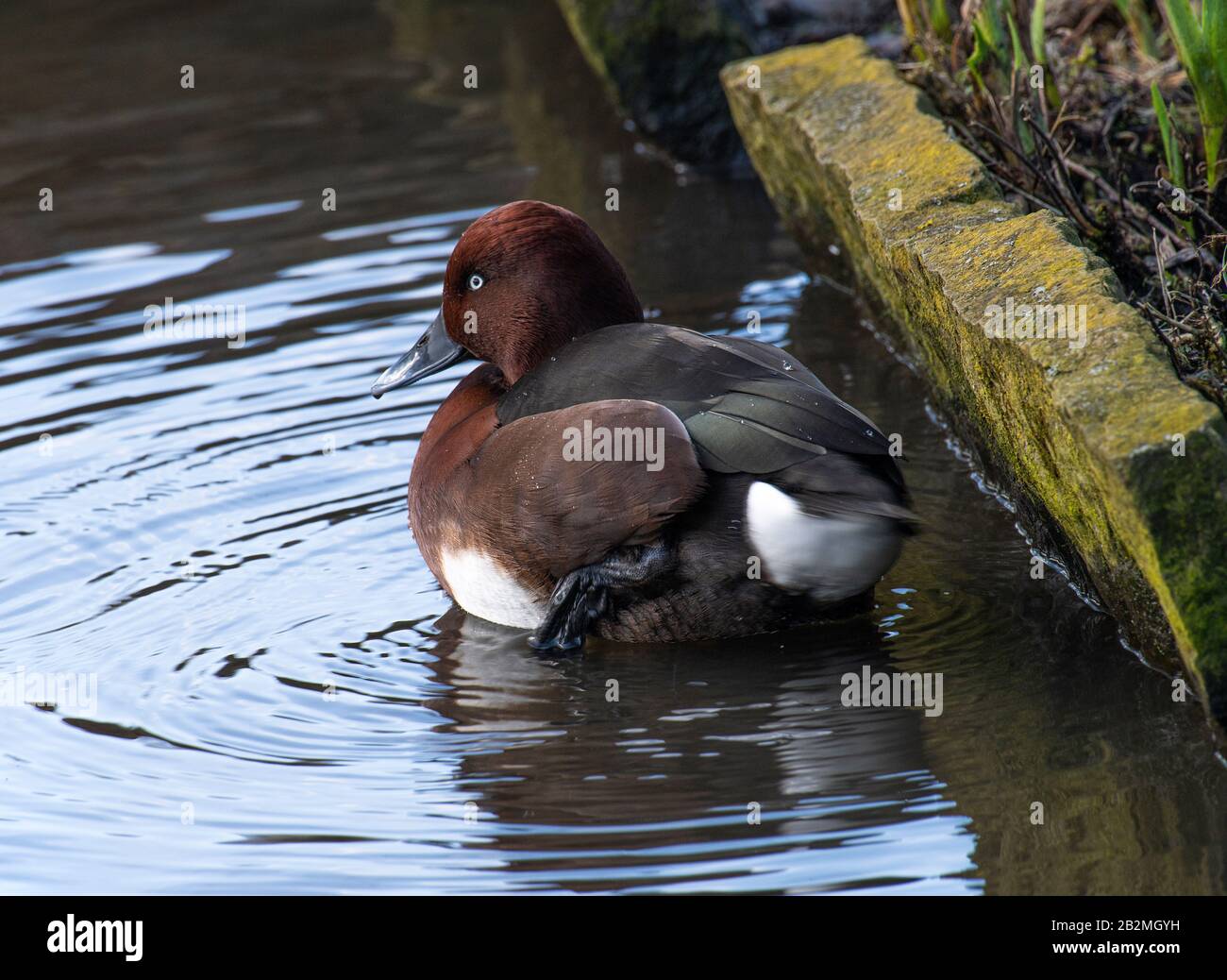Colourful Ferruginous Duck on Water at Martin Mere Wetland Centre near ...