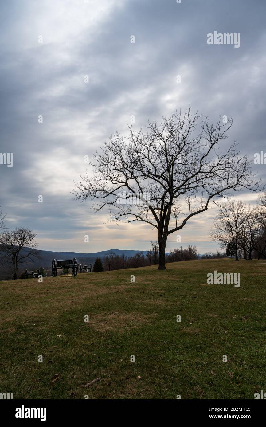 A lonely tree stands silhouetted against a grey sky on a civil war ...
