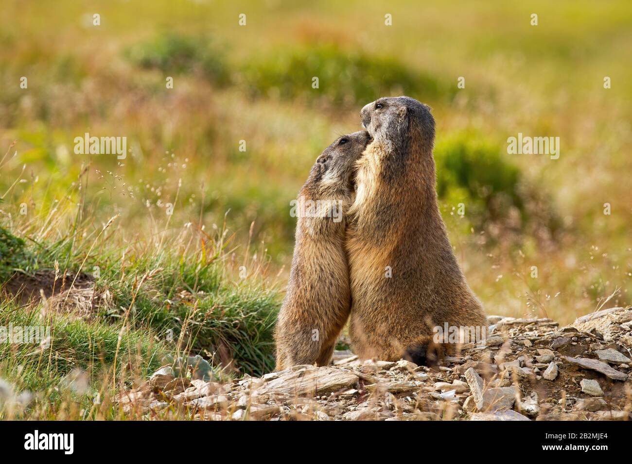 Alpine marmots hugging and touching with noses near den Stock Photo - Alamy