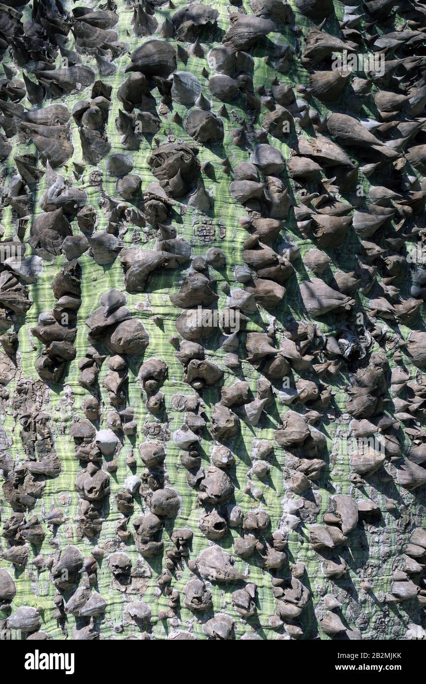 Trunk of Ceiba Speciosa a silk-floss tree in Israel Stock Photo - Alamy