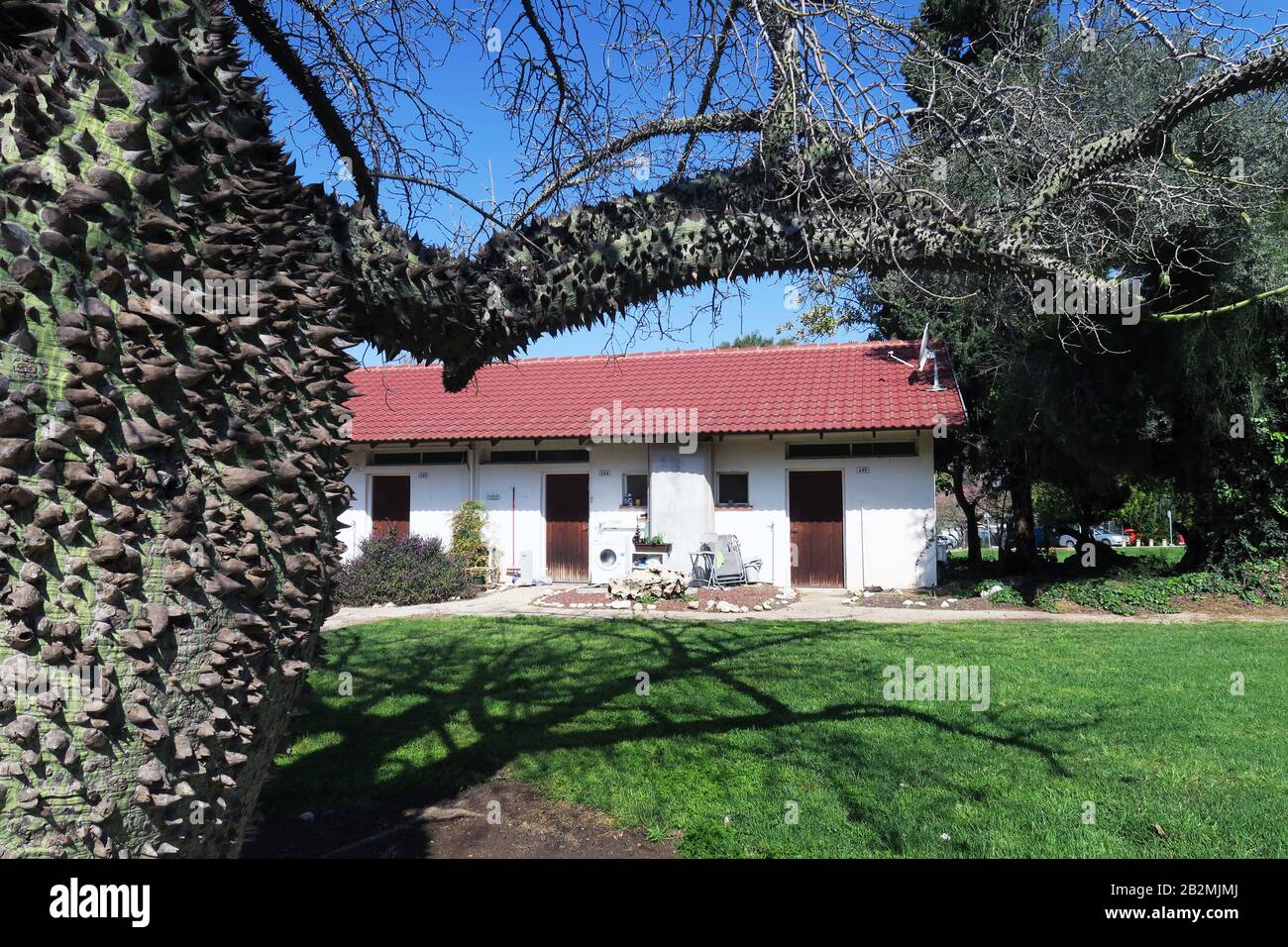 Kibbutz Magal farm Israel with silk-floss tree Stock Photo - Alamy