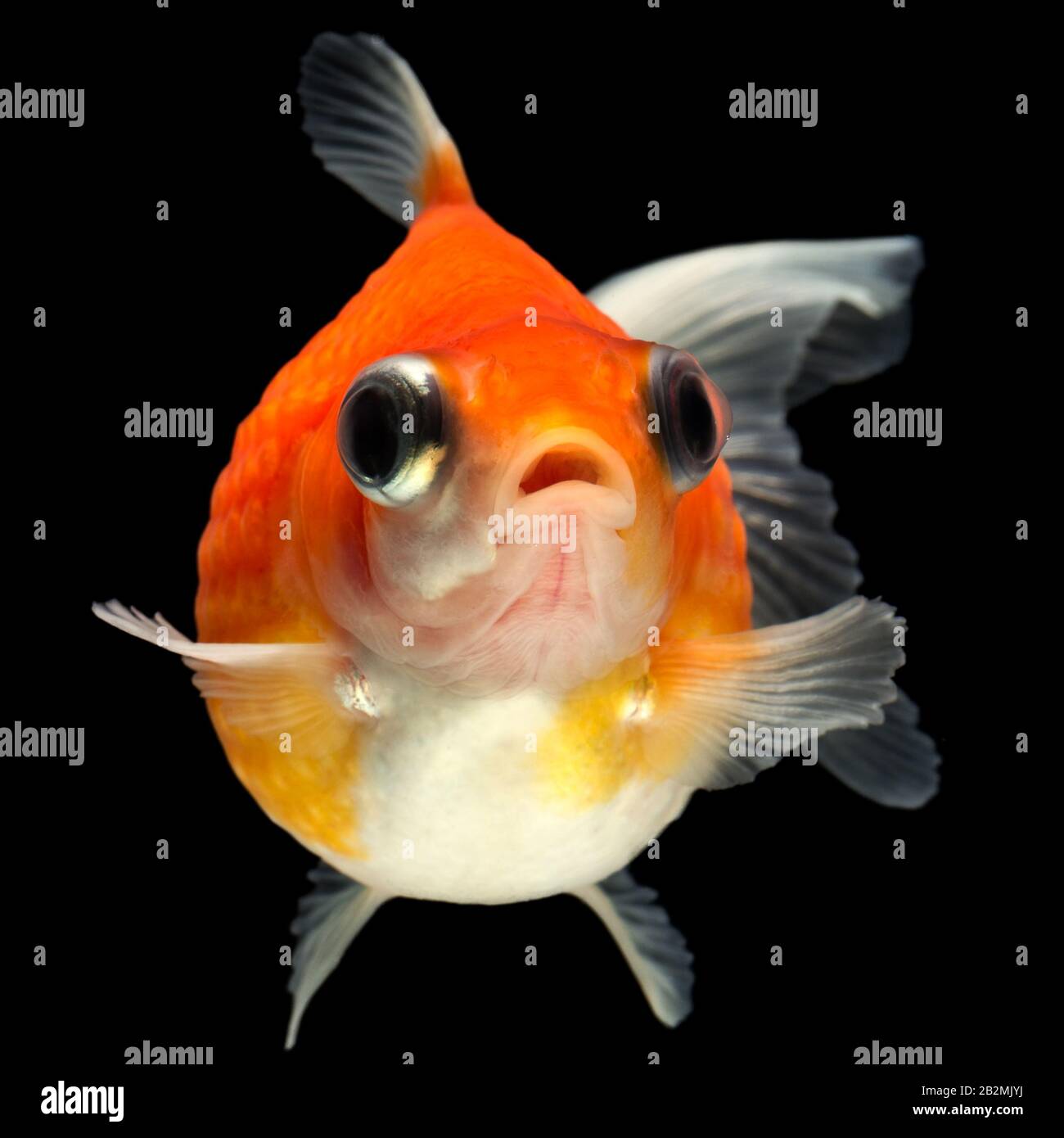Pearlscale Goldfish Isolated On Black High Quality Studio Shot Manually ...