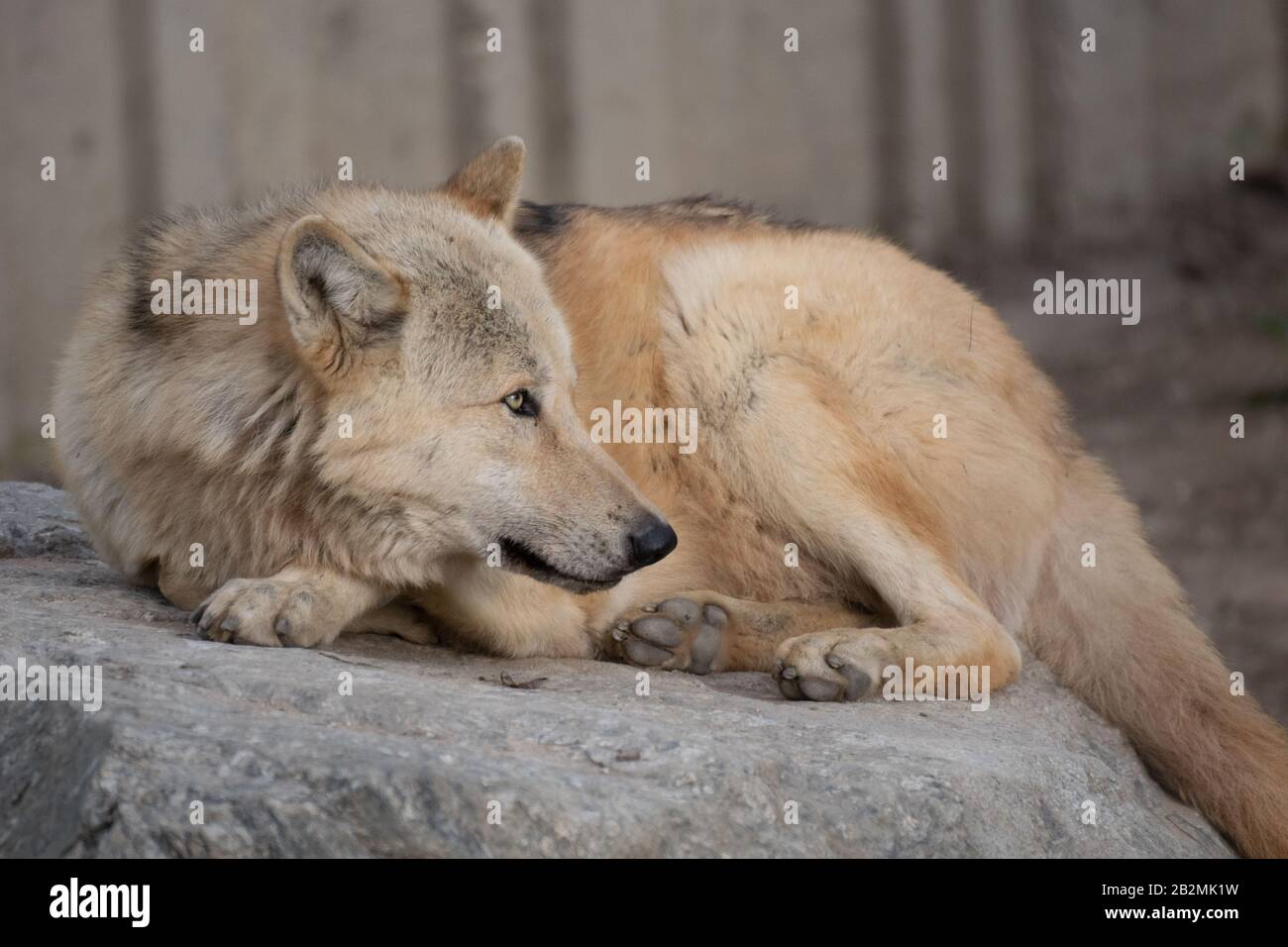 Portrait a beautiful amber western wolf sleeping on a rock in winter ...