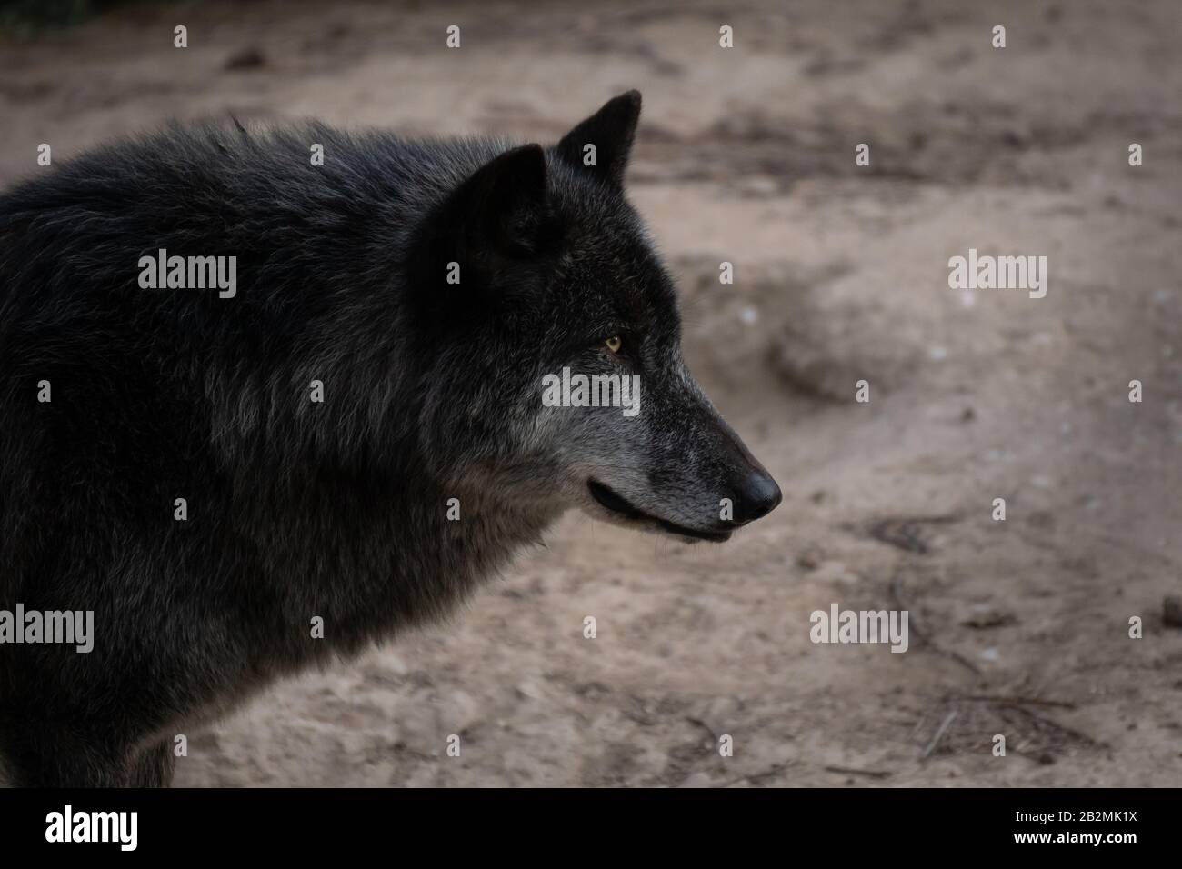 Portrait of a beautiful black northwestern wolf in winter Stock Photo ...