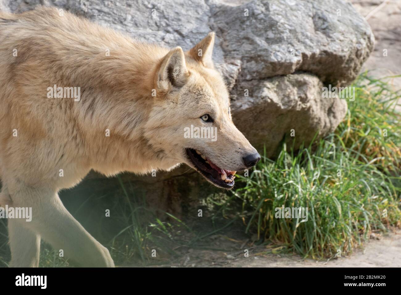 Portrait a beautiful amber western wolf in winter Stock Photo - Alamy