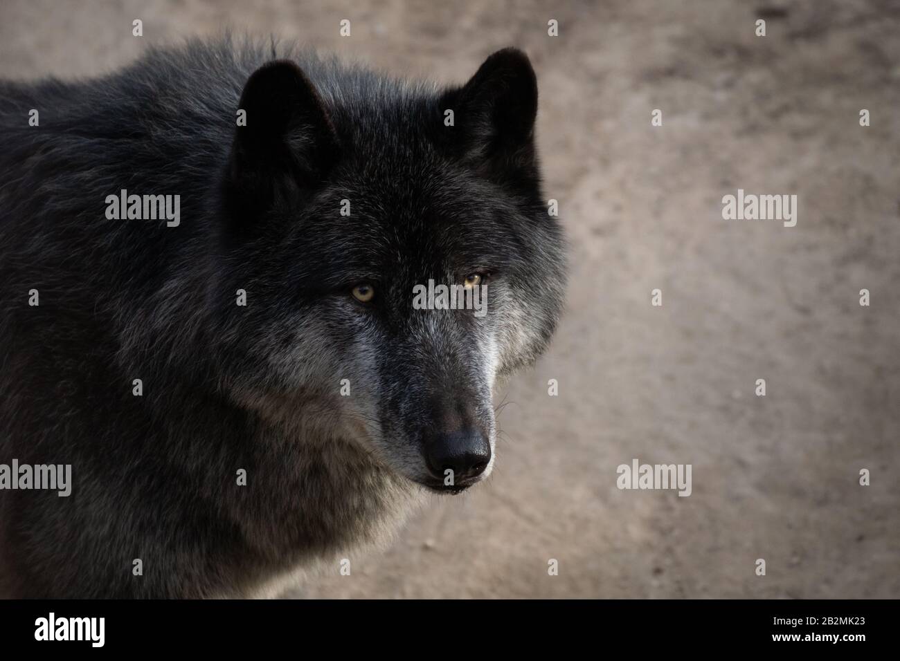 Beautiful wolf hi-res stock photography and images - Alamy