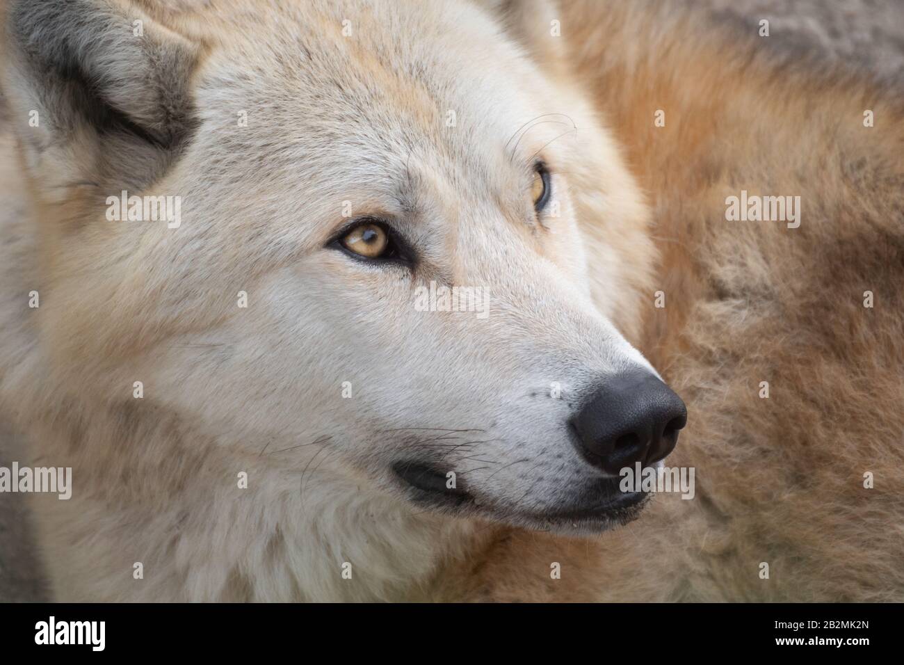 Wolf nose close up hi-res stock photography and images - Alamy