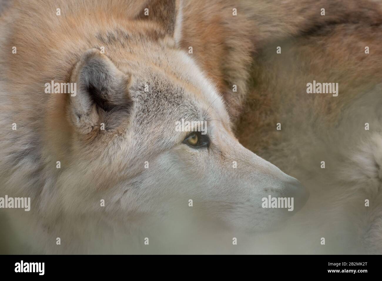 Wolf nose close up hi-res stock photography and images - Alamy