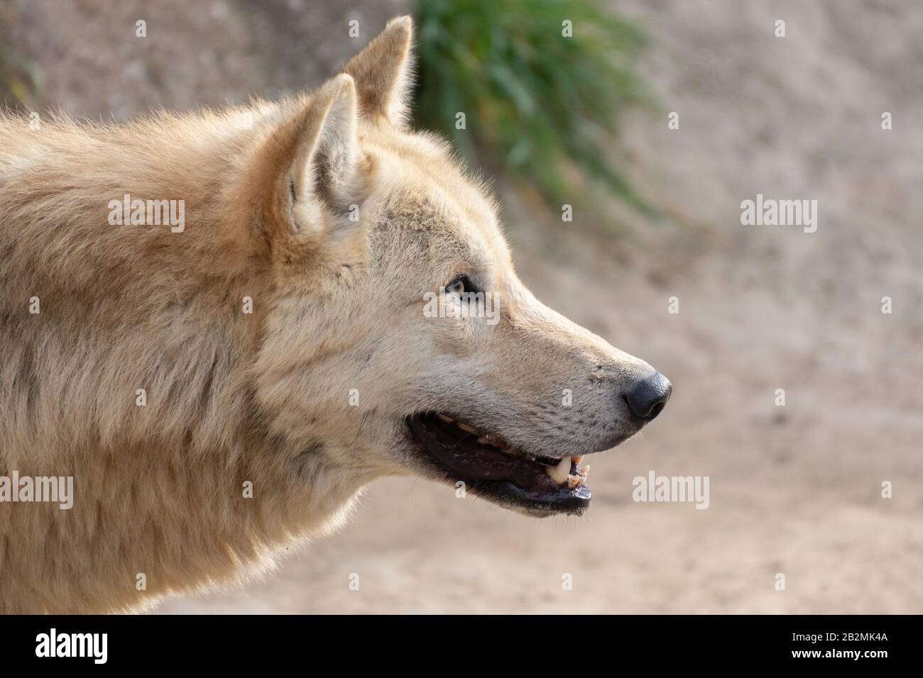 Close up portrait of a beautiful western wolf amber in winter Stock ...