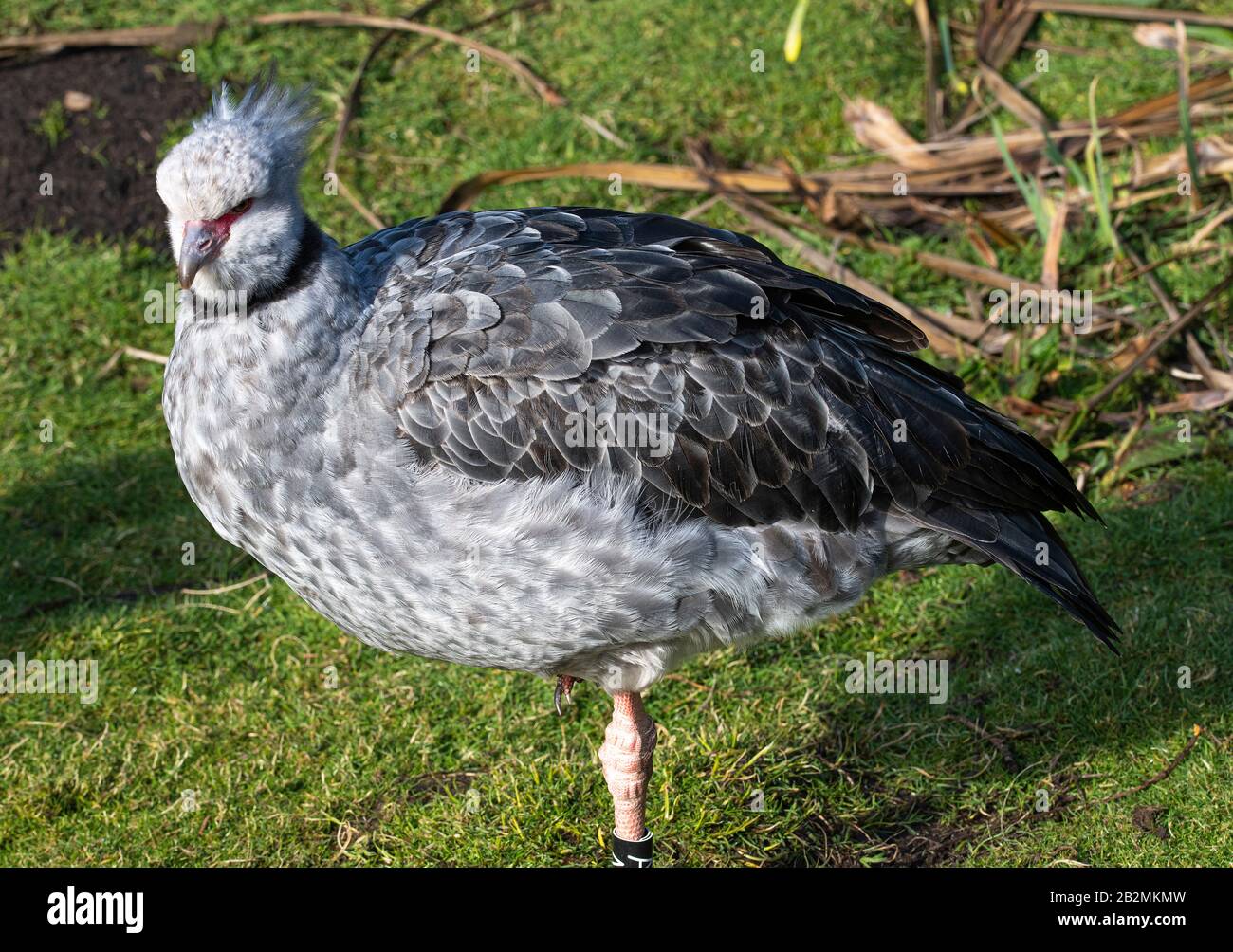 A Southern Screamer Looking Cheeky at the Martin Mere Wetland Centre ...