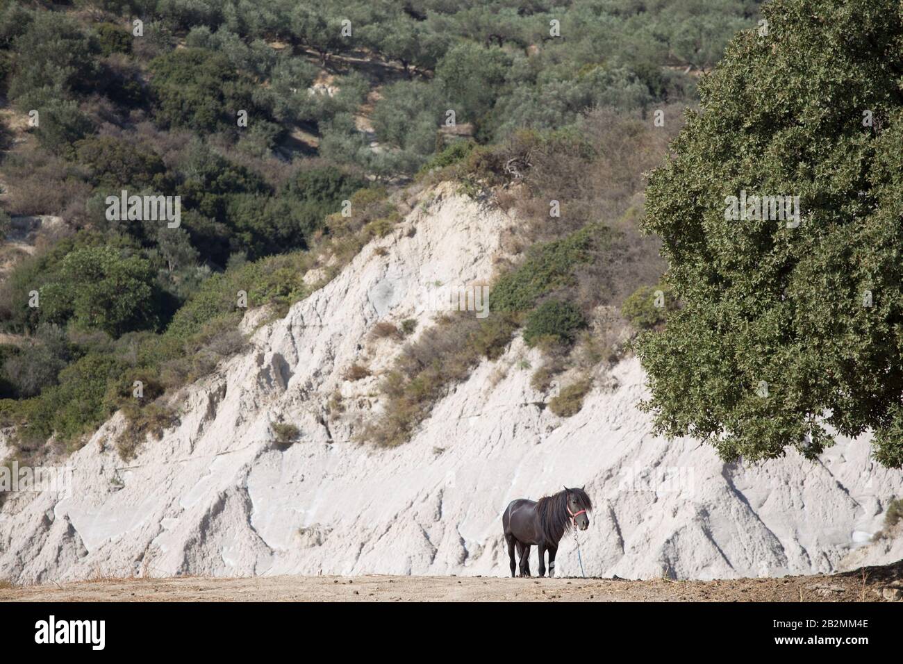 Wildlife in crete hi-res stock photography and images - Alamy