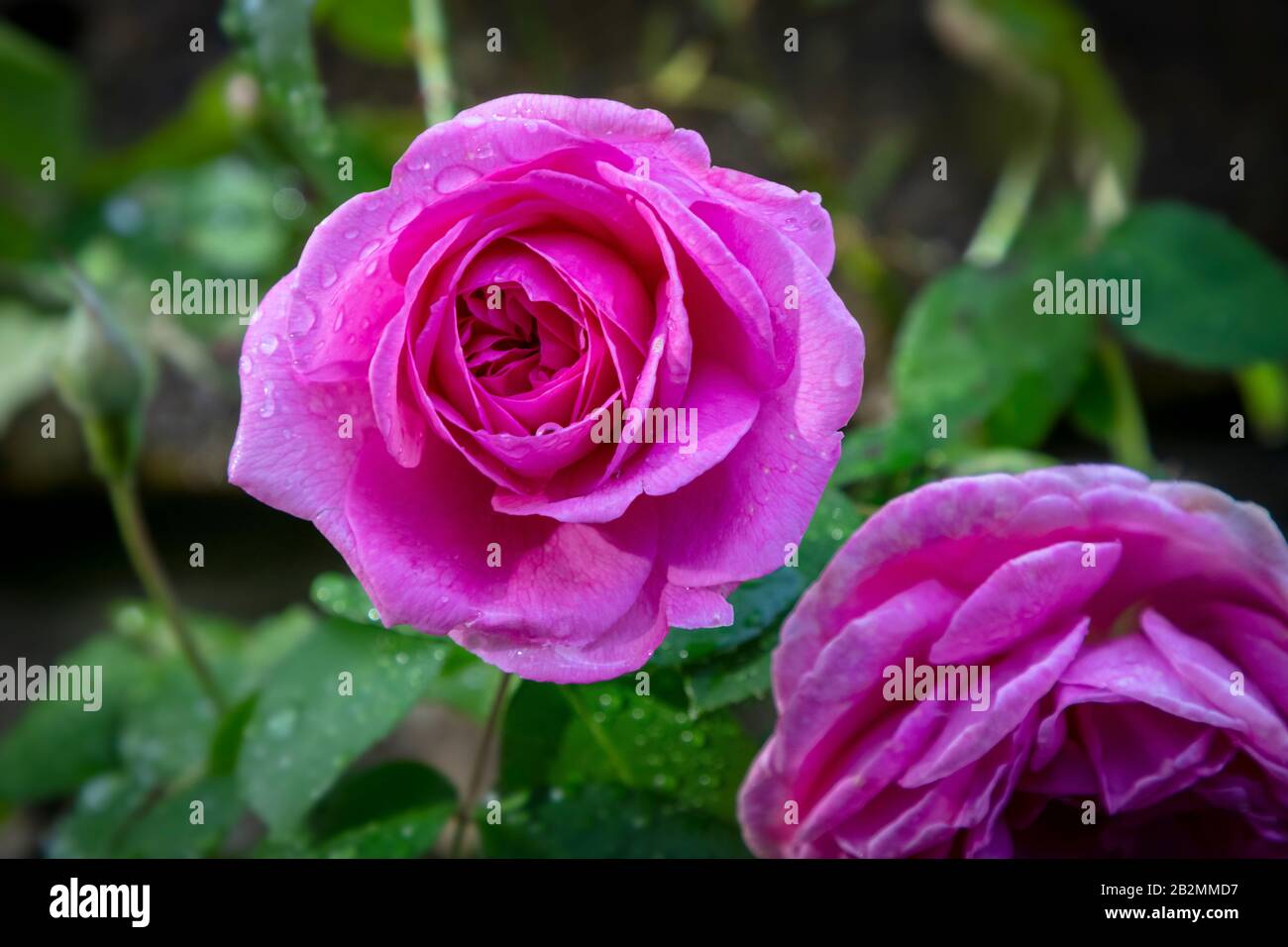 Bright pink rose hi-res stock photography and images - Alamy