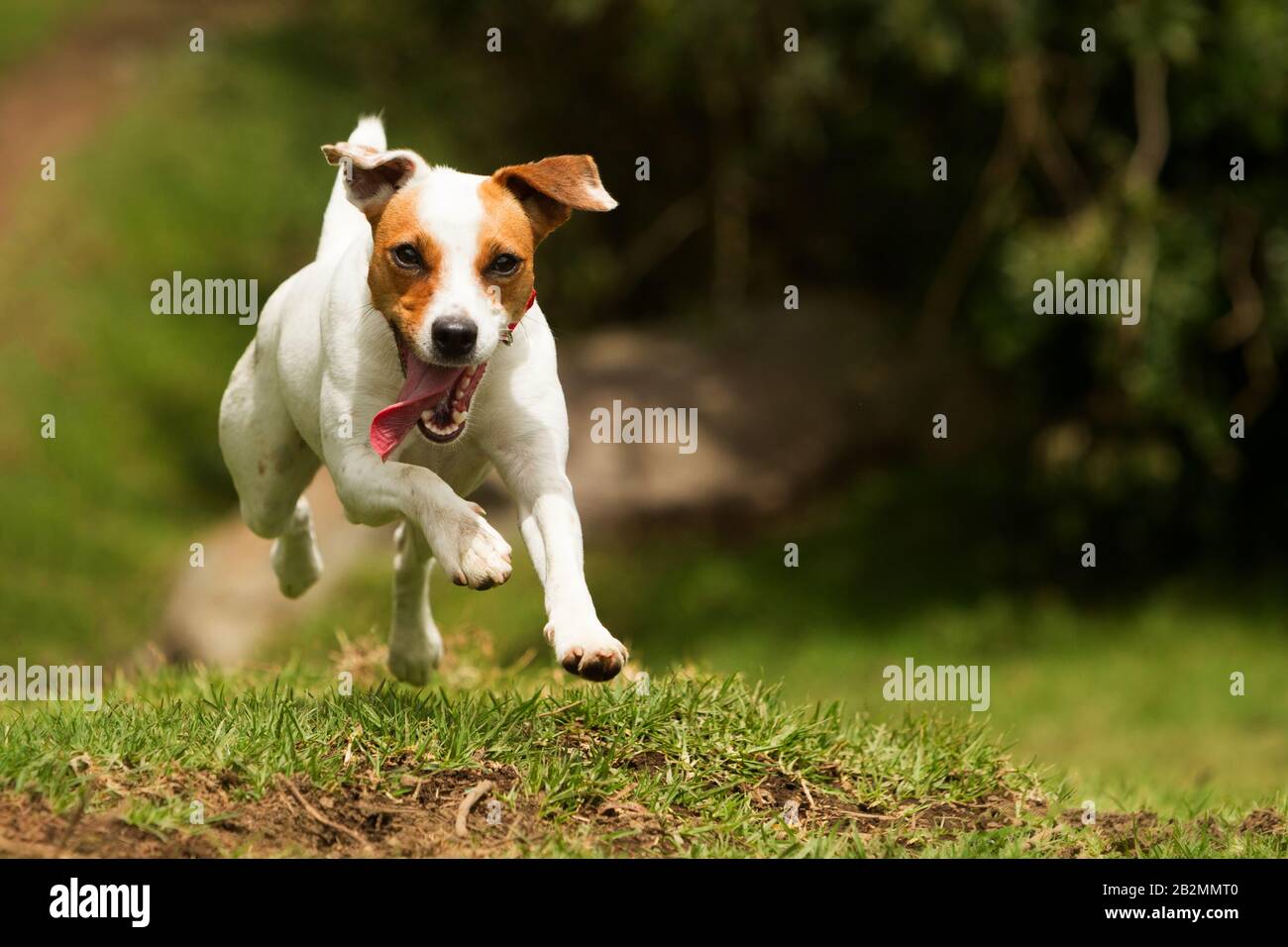 Cheerful Dog Running To The Camera Low Angle High Speed Shot Stock ...