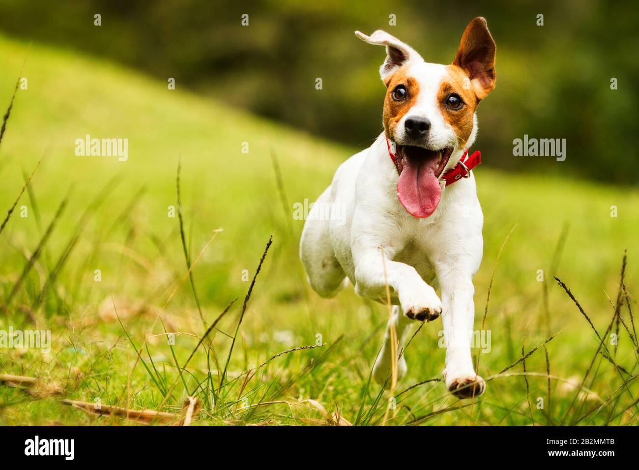 Smiling Dog Running To The Slr Low Angle High Speed Shot Stock Photo ...