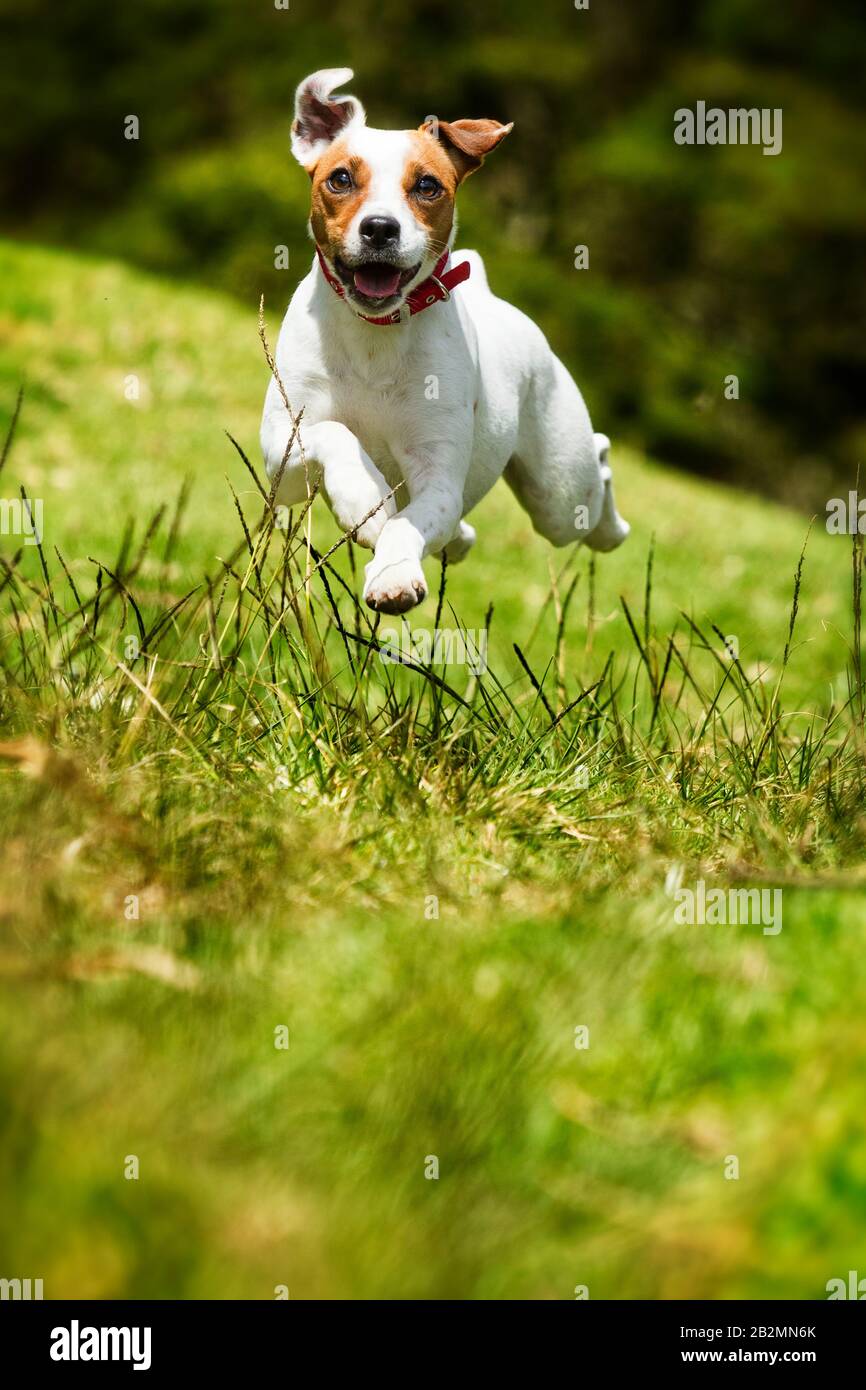 Smiling Dog Moving To The Camera Low Angle High Speed Shot Stock Photo ...