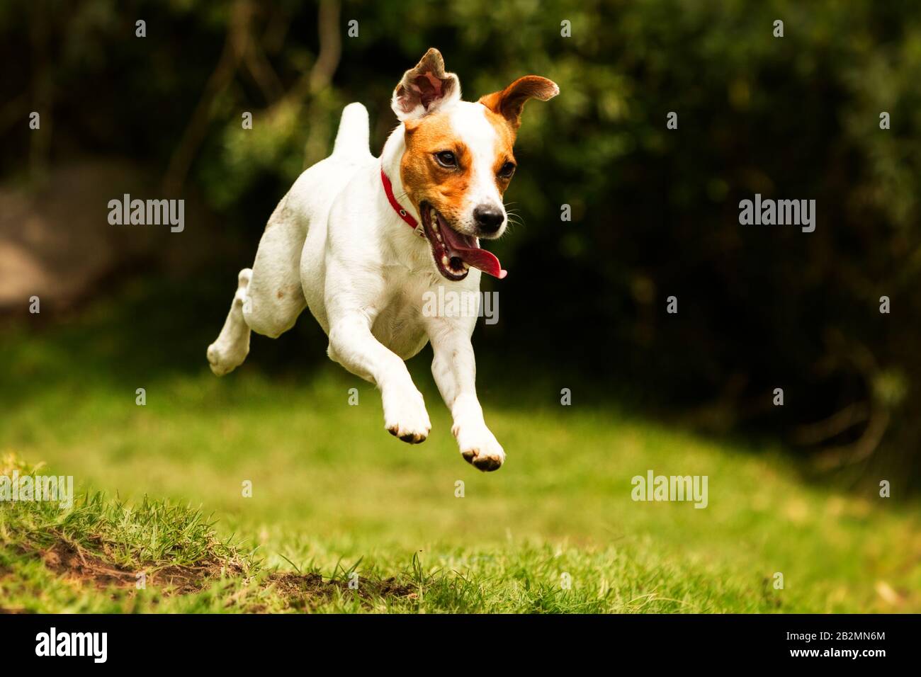 Happy Dog Moving To The Slr Low Angle High Speed Shot Stock Photo - Alamy