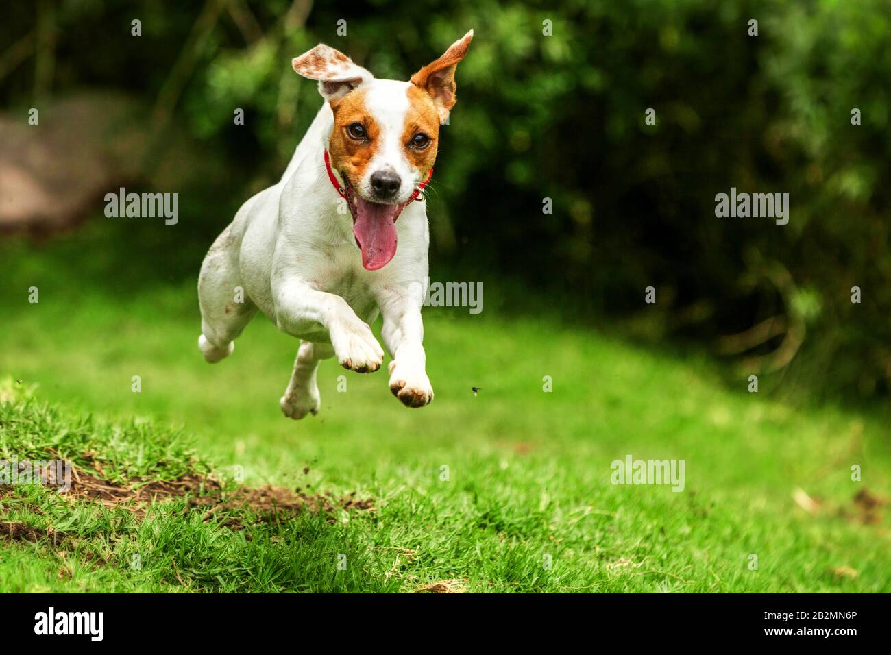 Joyful Dog Run To The Slr Low Angle High Speed Shot Stock Photo - Alamy